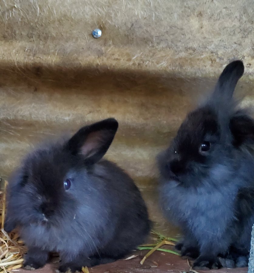 FREE Lop and Lionhead mix bunnies | Olympia Classifieds 98546 Shelton ...